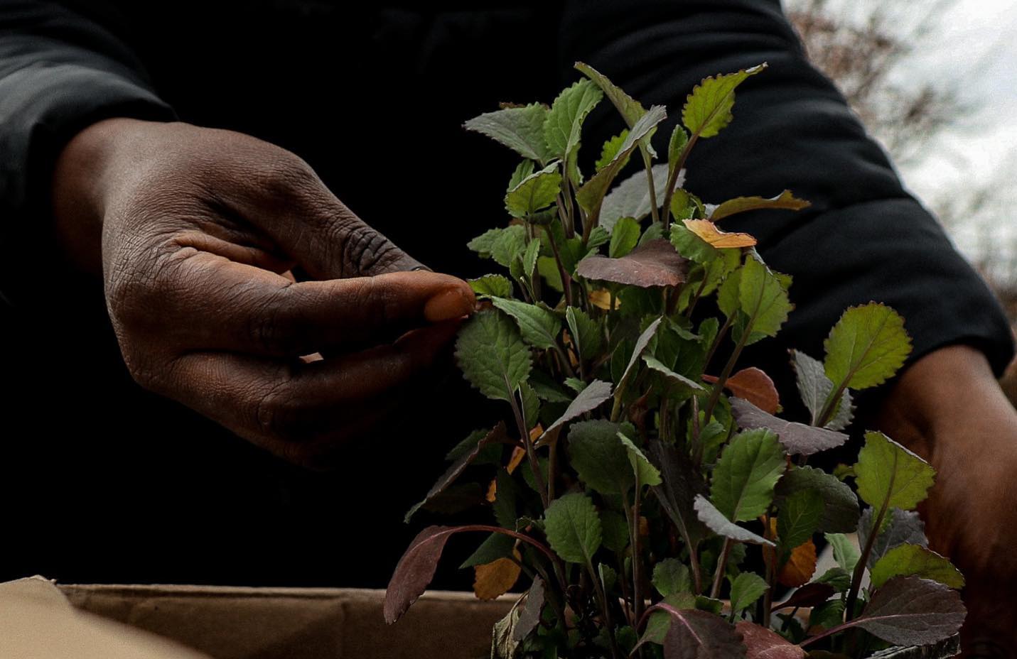 Helping Hands: Our Stories, Part Two - Comfrey Project