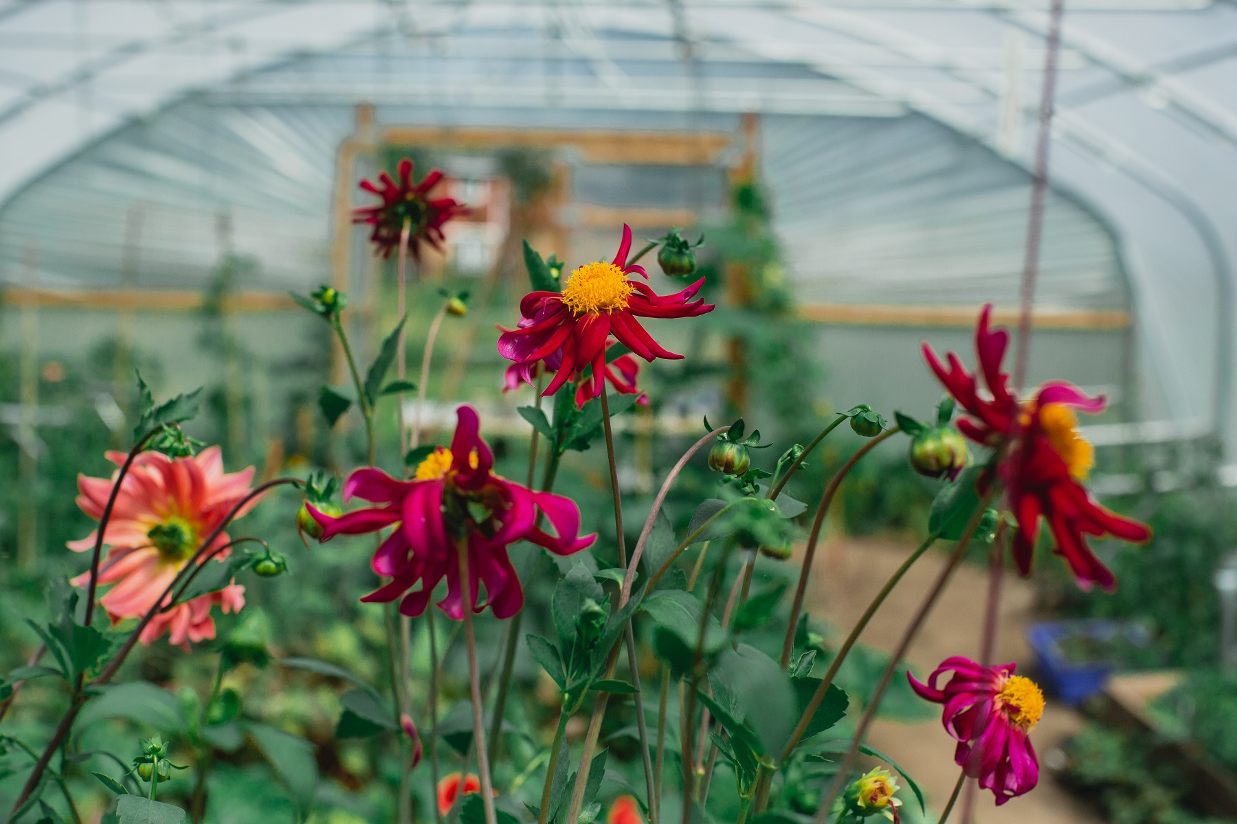 Comfrey Project’s 21st Birthday - Comfrey Project